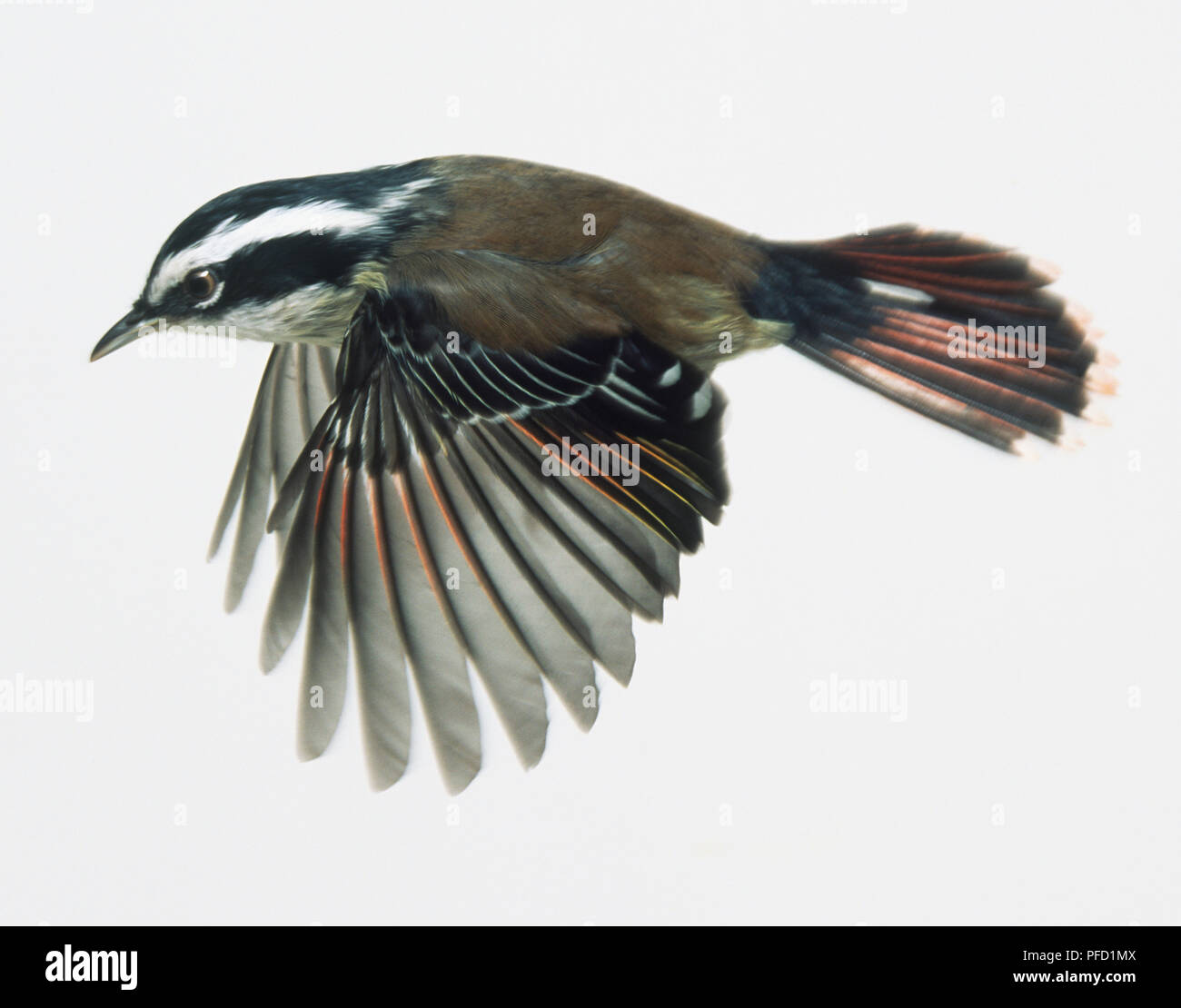Red-tailed Minla (Minla ignotincta ) in flight with its wings fanned ...