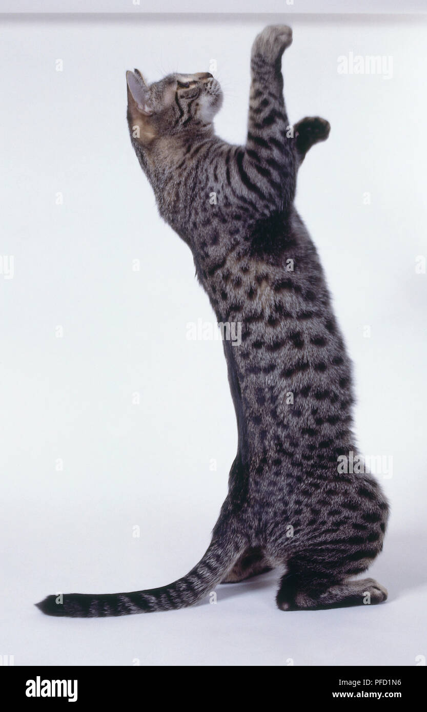 Cat Reaching Up Stock Photos & Cat Reaching Up Stock Images - Alamy