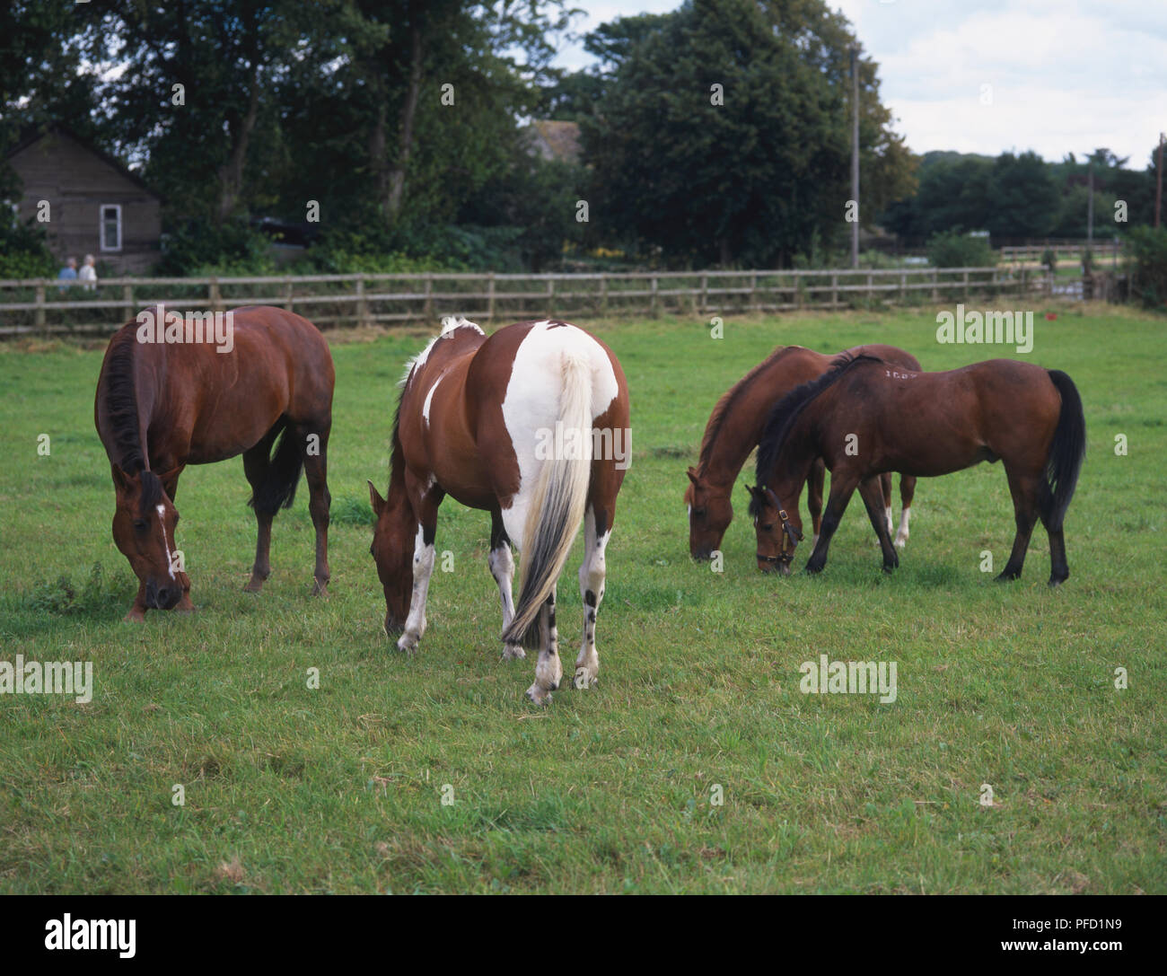 Coloured ponies hi-res stock photography and images - Alamy