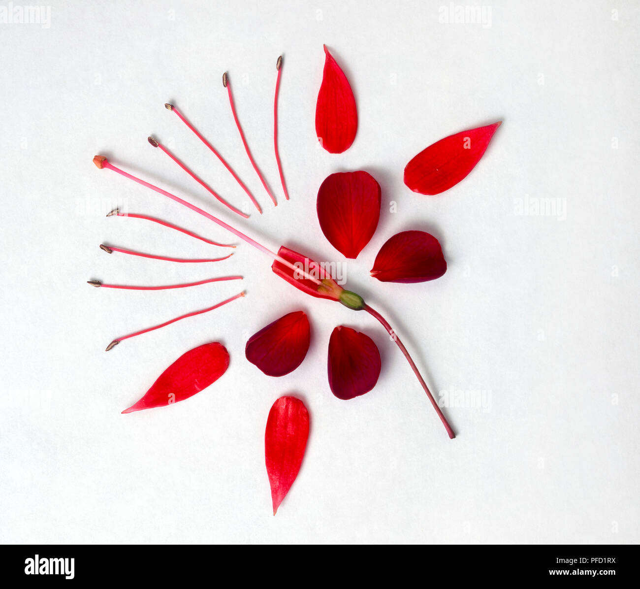 Flower dissection hi-res stock photography and images - Alamy