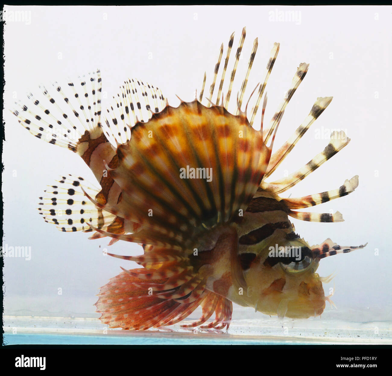 Side view of Lionfish (Pterois volitans Stock Photo - Alamy