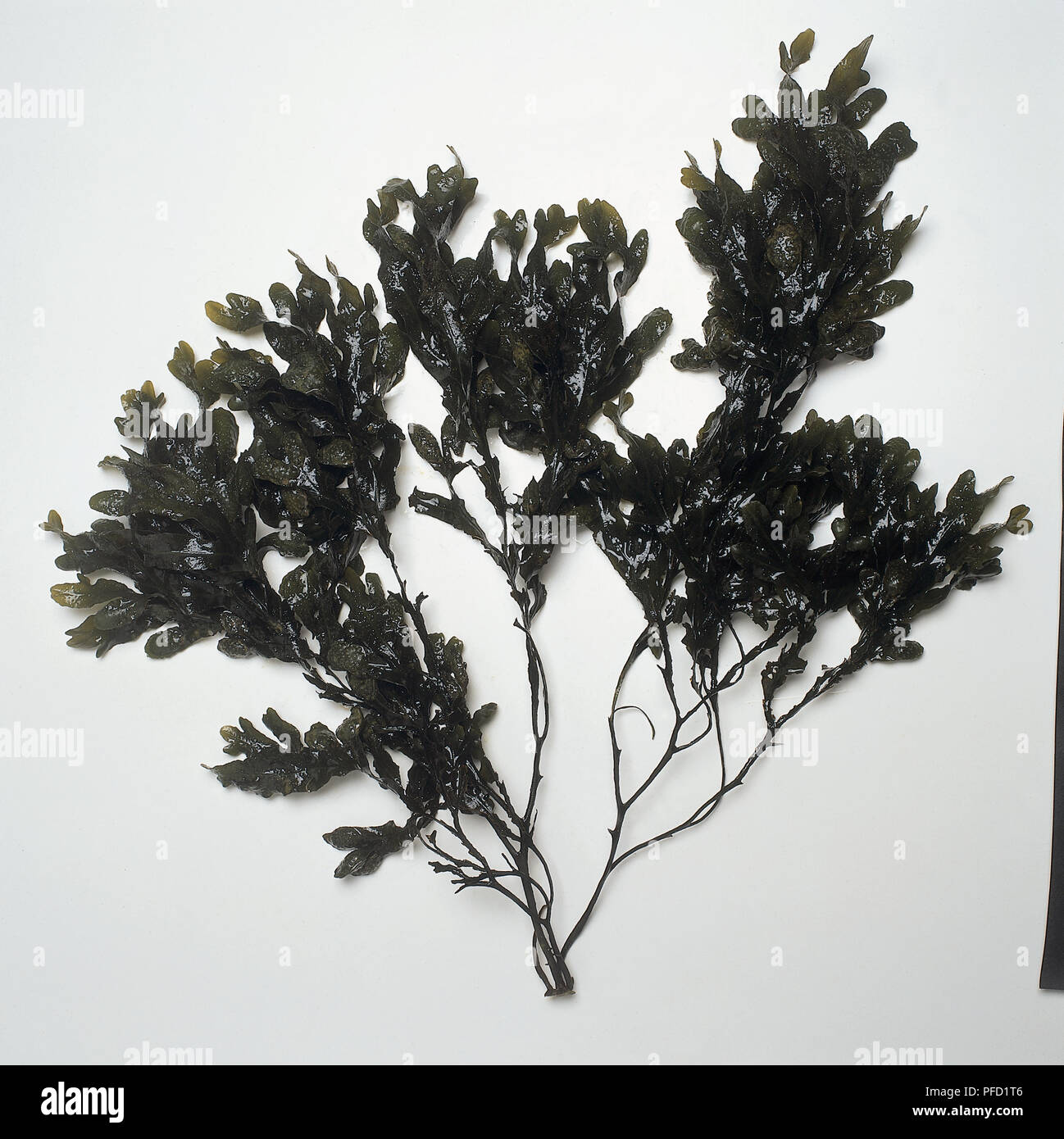 Bladder Wrack seaweed Stock Photo - Alamy