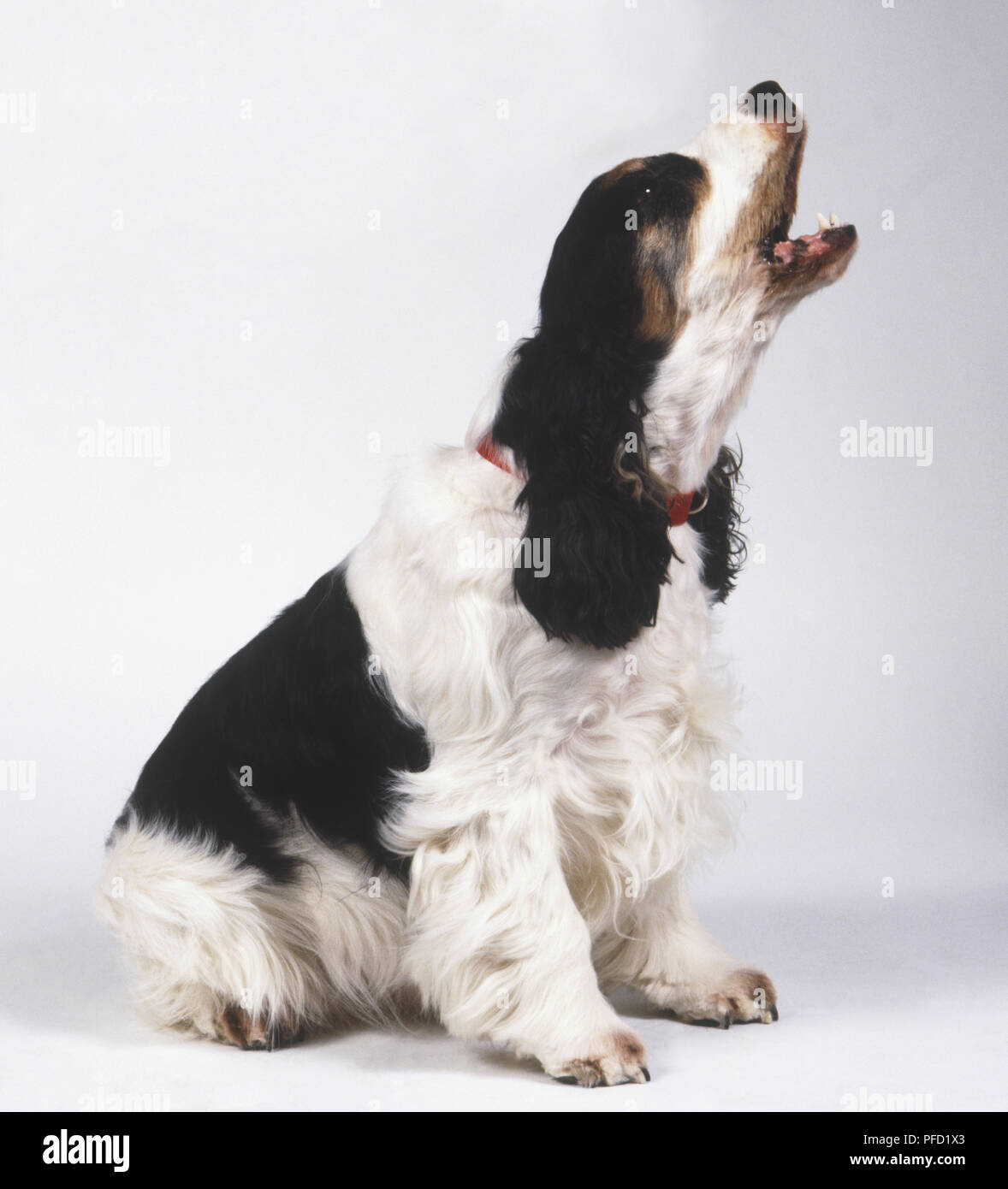 Do English Cocker Spaniel Howl