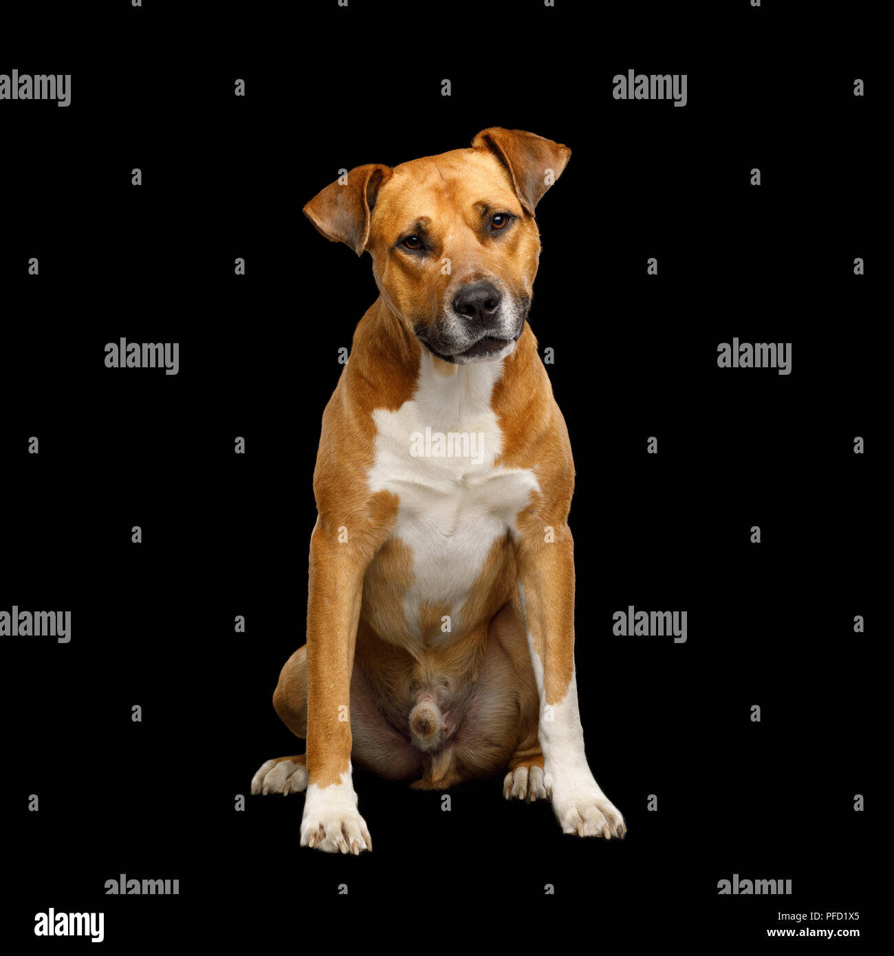 Obedient Red Dog Sitting and Curious Looking Isolated on Black ...