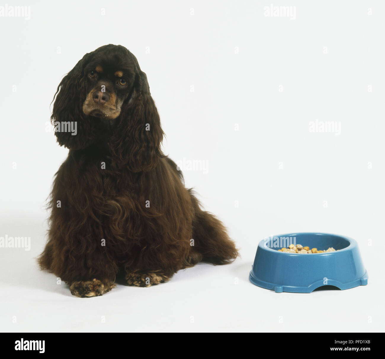 American cocker spaniels hi-res stock photography and images - Alamy