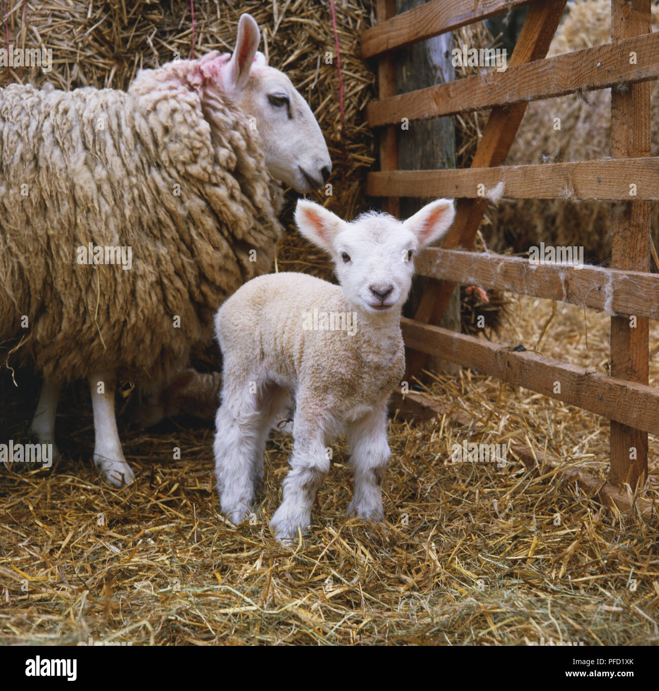 Sheep and lamb standing on straw covered farm yard Stock Photo - Alamy