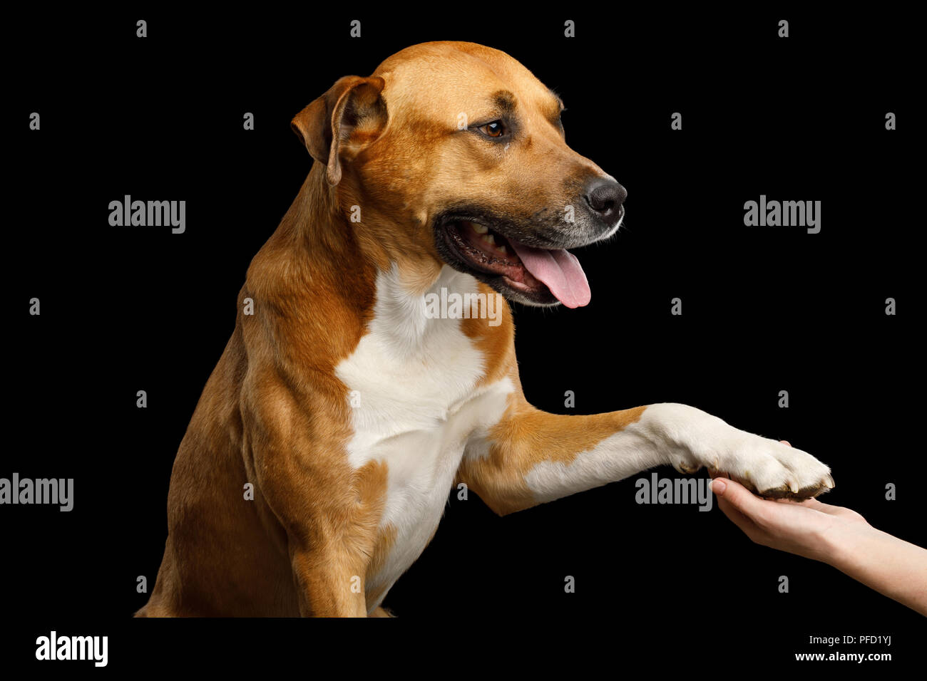 Human friendly animal hi-res stock photography and images - Alamy
