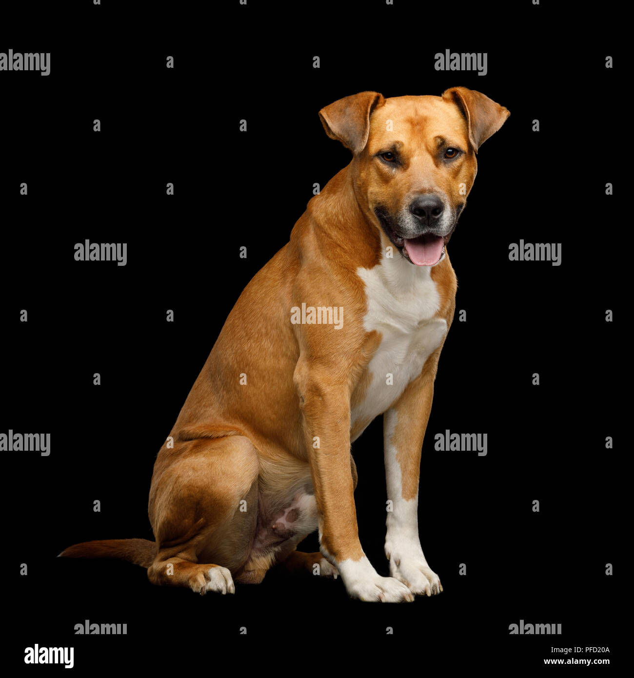 Obedient Red Dog Sitting and Waiting Isolated on Black Background Stock ...