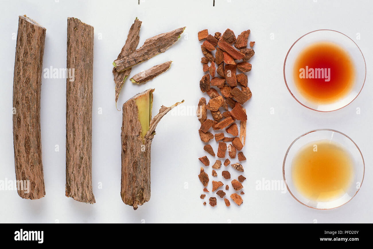 Dried bark, fresh bark, decoction and tincture made from Crampbark ...