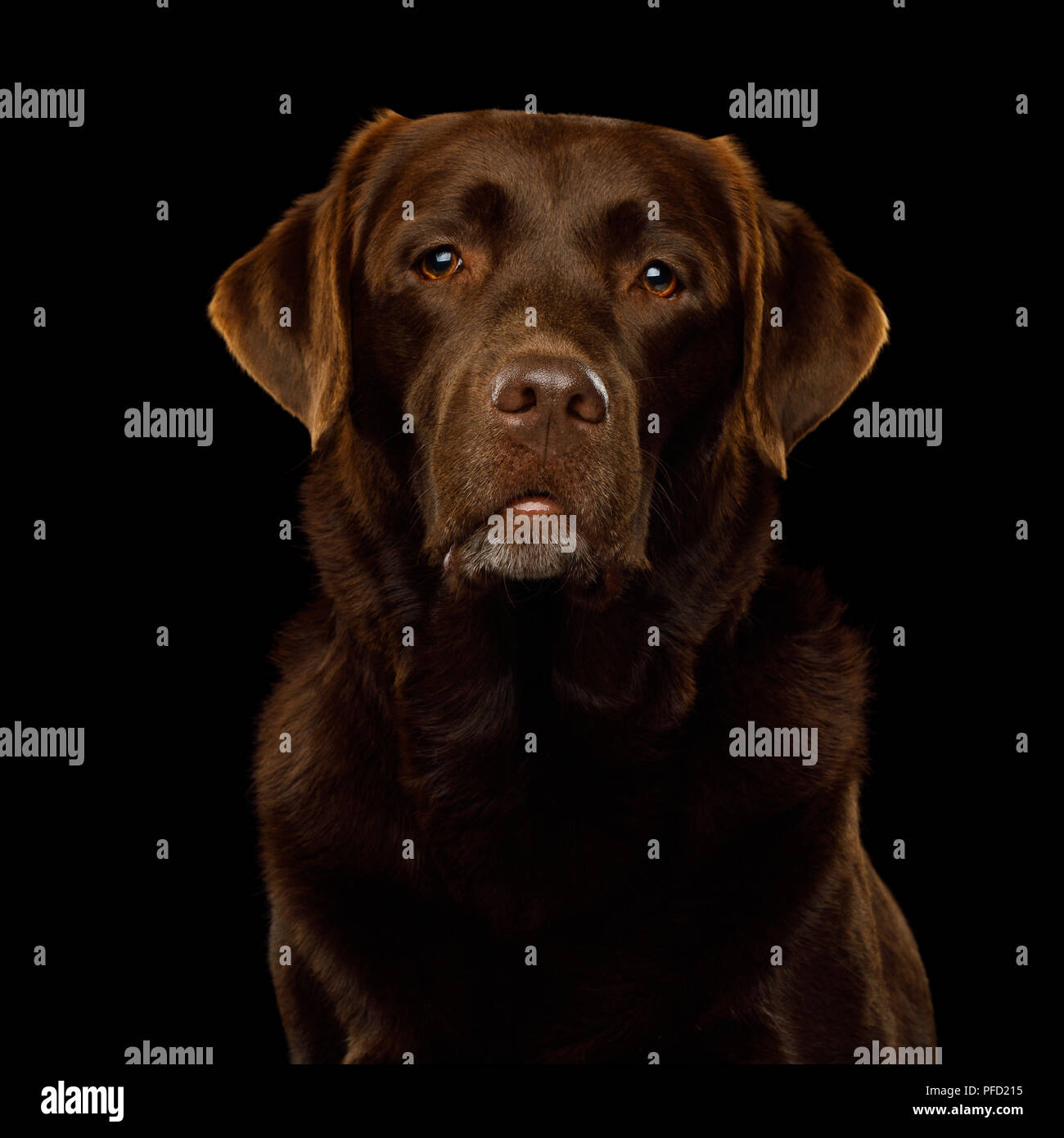 Black labrador retriever with brown eyes hi-res stock photography and ...