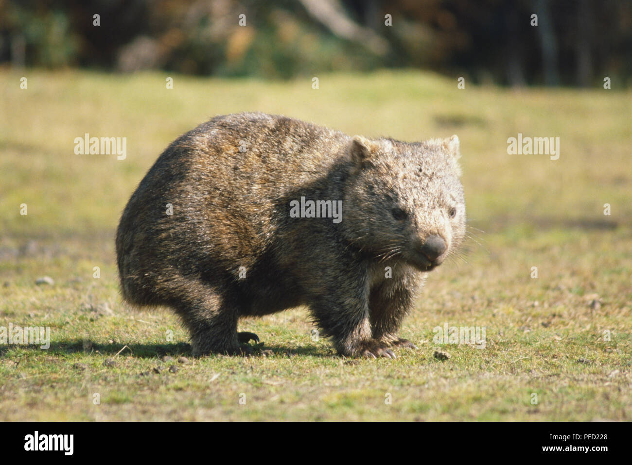 Family vombatidae hi-res stock photography and images - Alamy