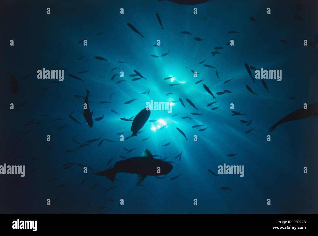 South Africa, Cape, False Bay, school of fish swimming underwater, with ...