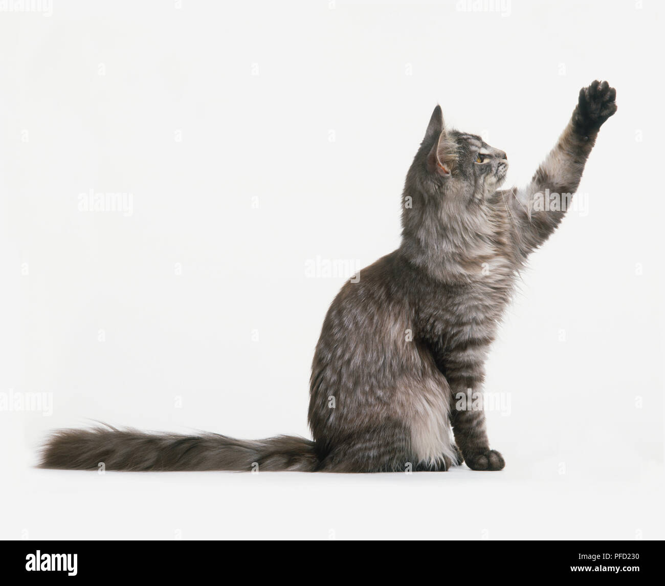 Maine Coon Cat reaching up with paw raised Stock Photo - Alamy