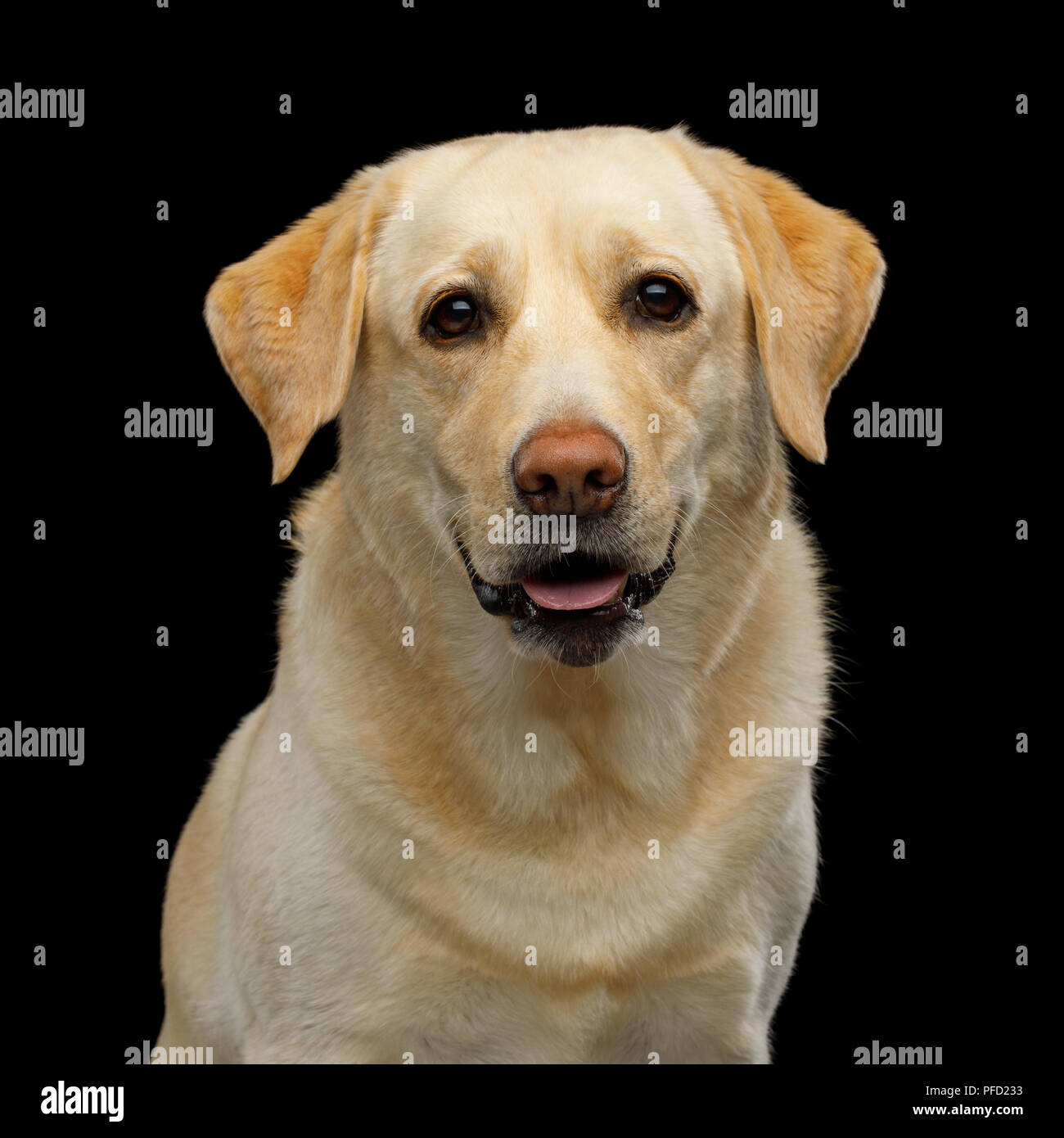 Portrait of Labrador retriever dog Looking in camera on isolated black ...