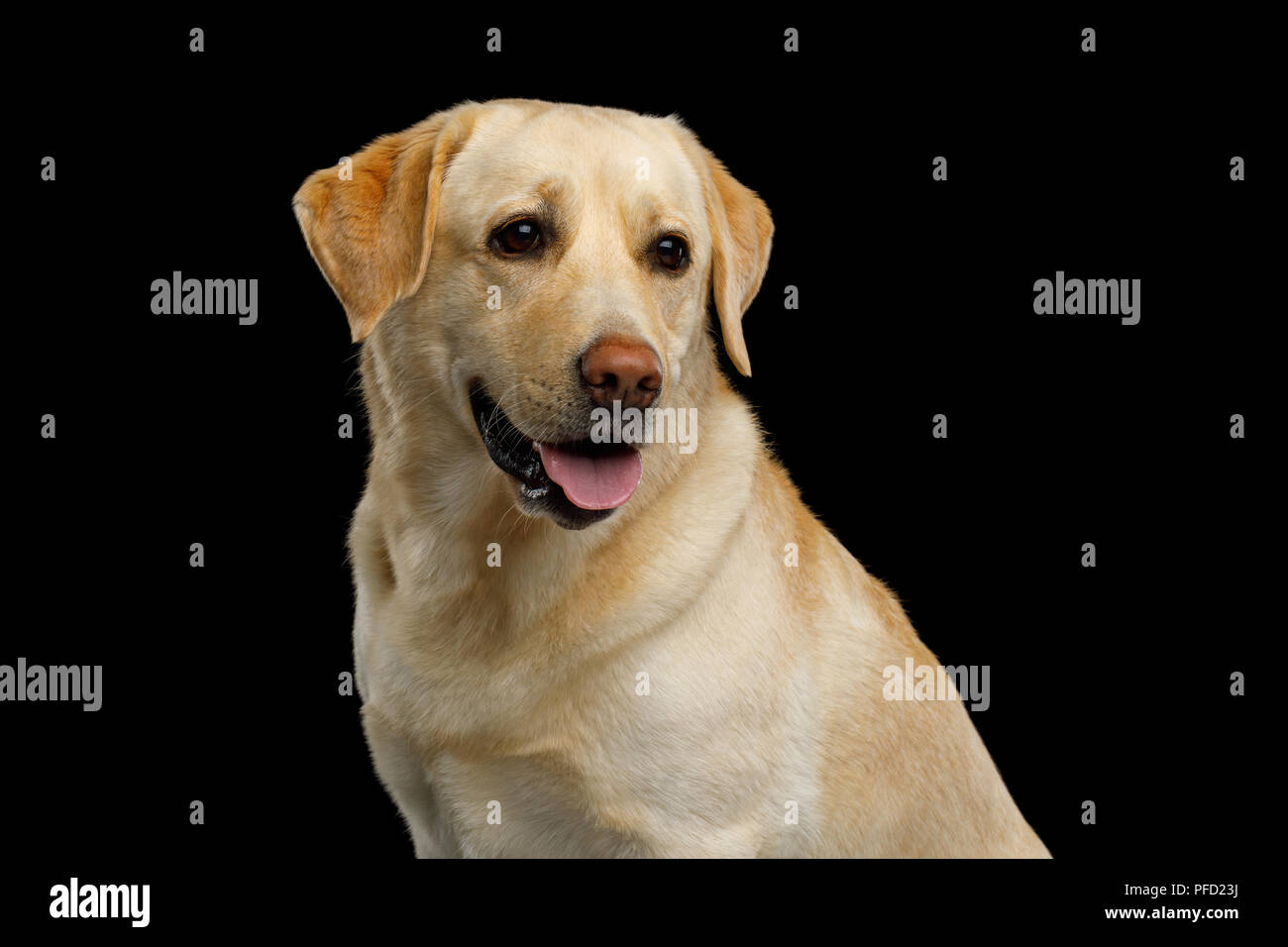 Portrait of Labrador retriever dog Looking in camera on isolated black ...
