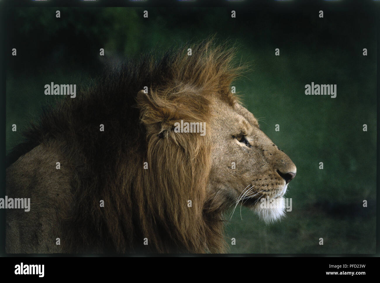 Big predator side profile hi-res stock photography and images - Alamy