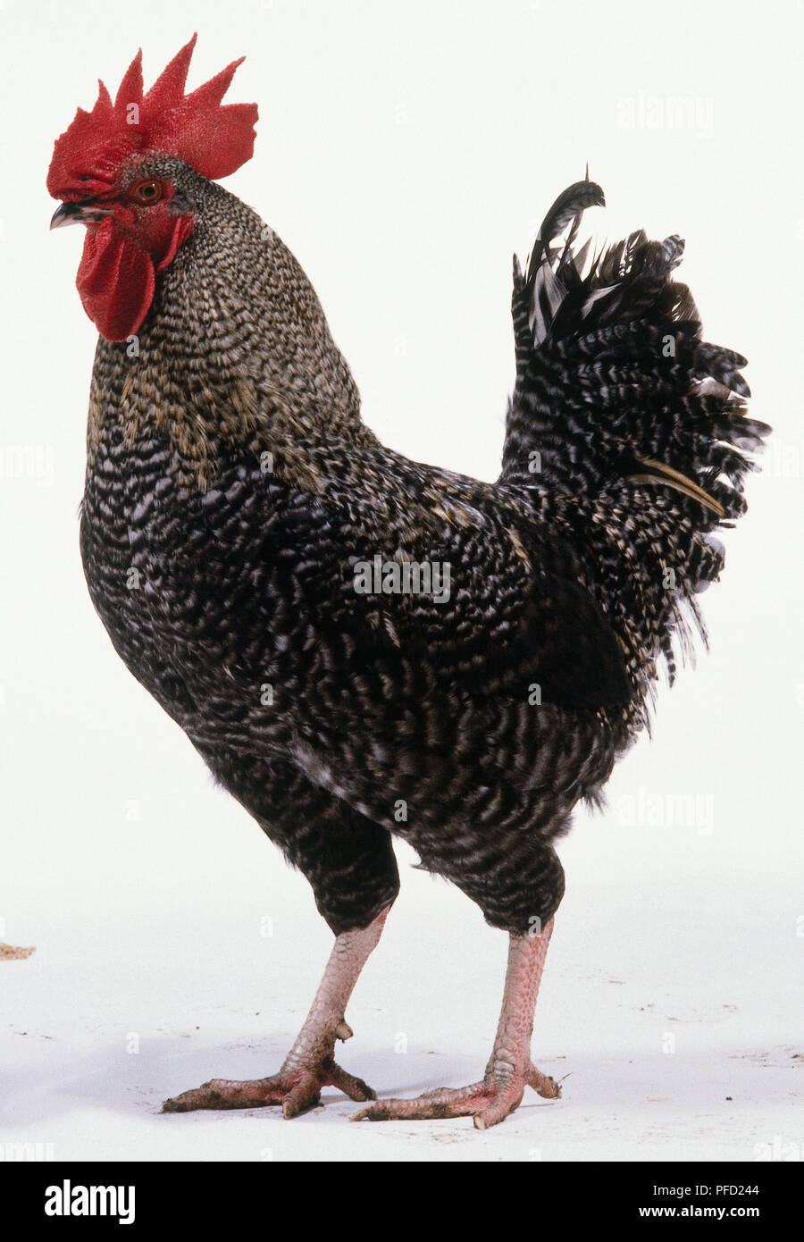 A standing black and white speckled cockerel Stock Photo - Alamy