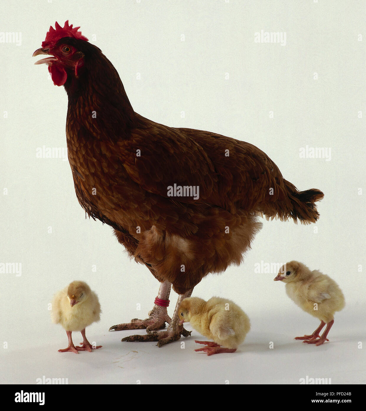 Stand birds hi-res stock photography and images - Alamy