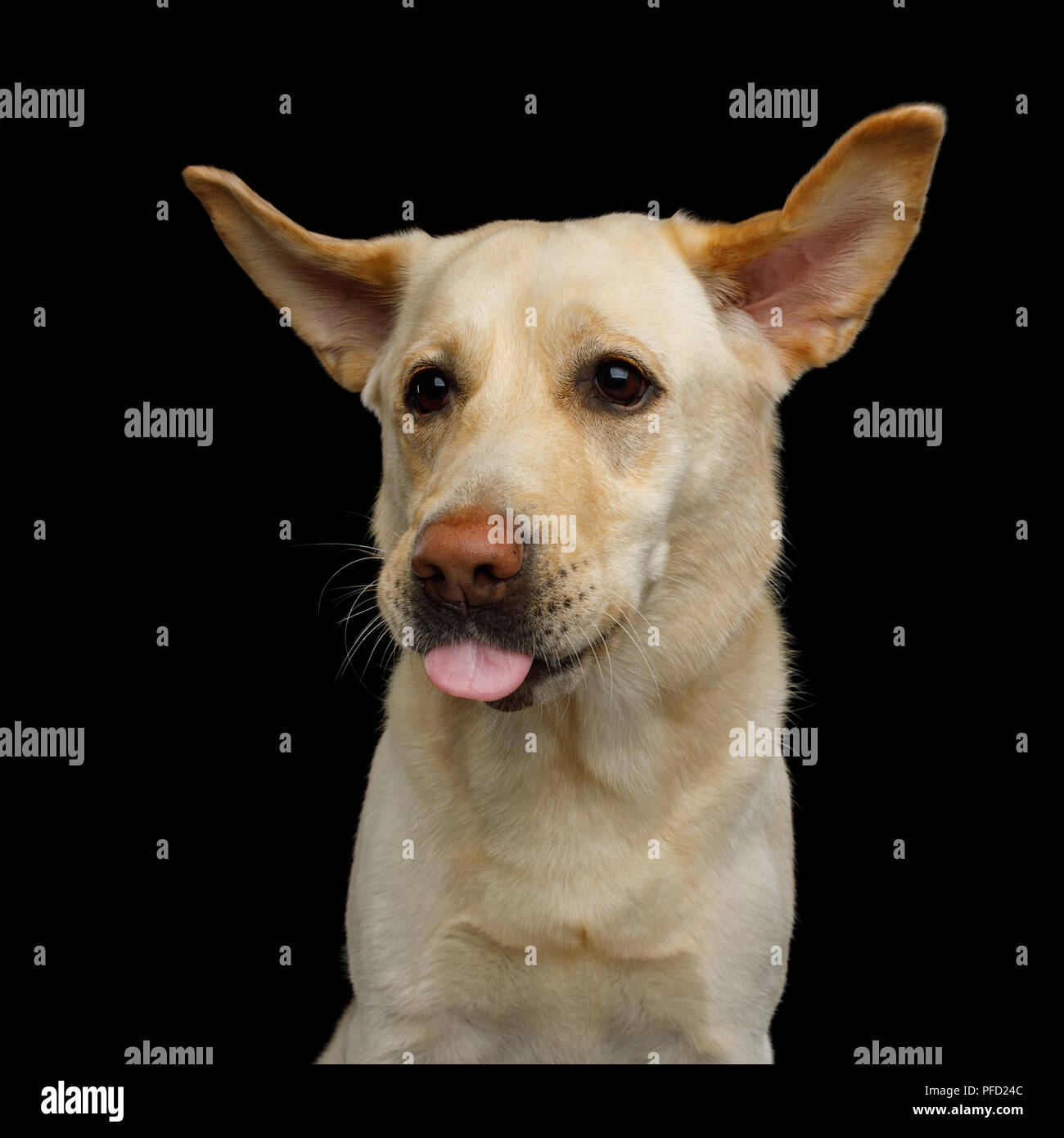 Funny Portrait of Labrador retriever dog show tongue and flying ears on ...