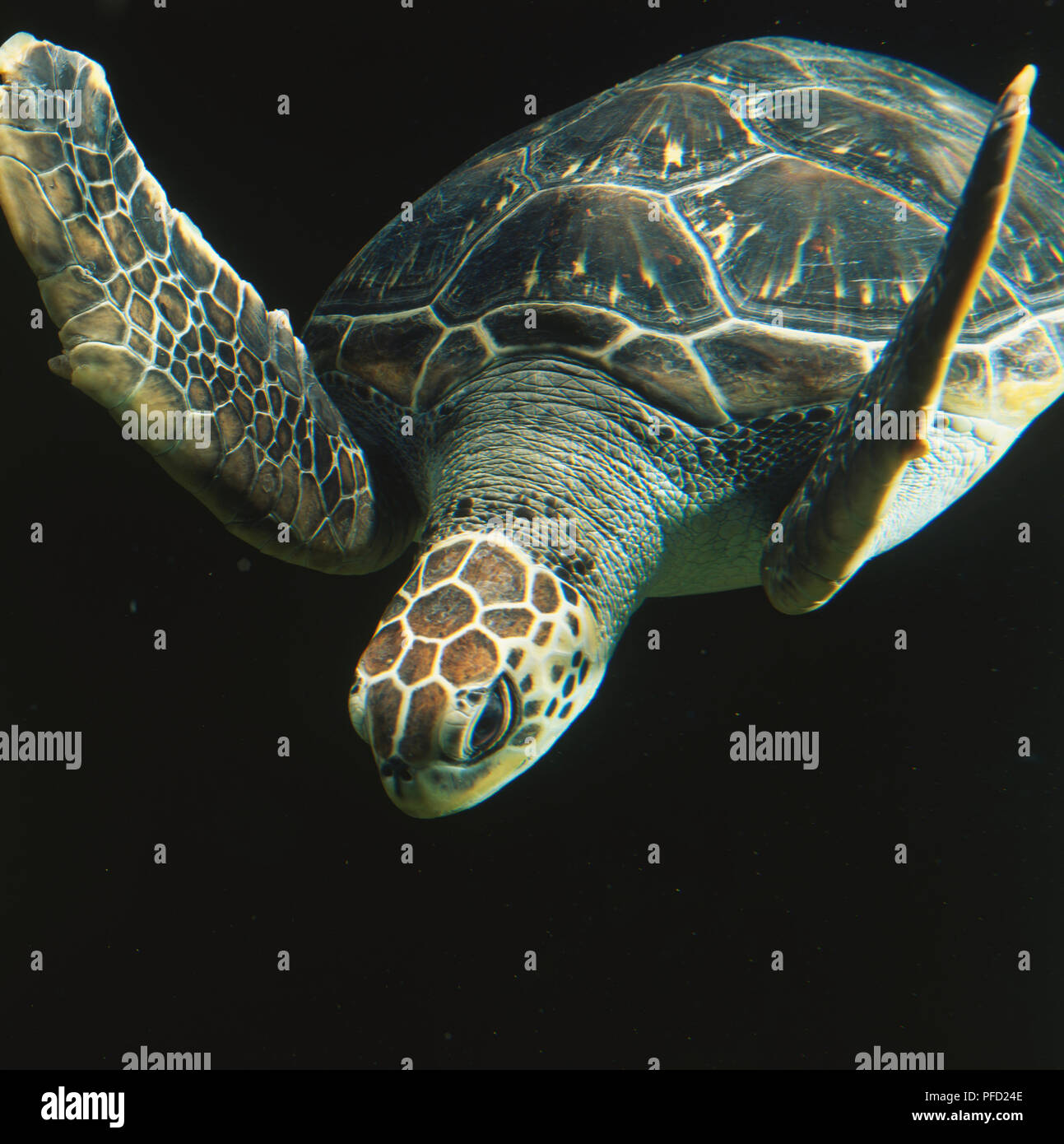 Sea Turtle Front View