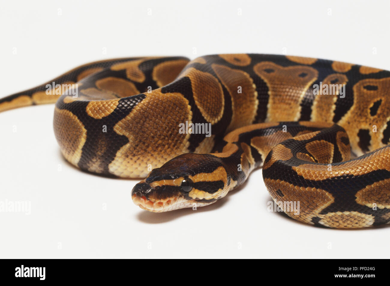 A coiled Royal Python with its head at the centre, for maximum ...