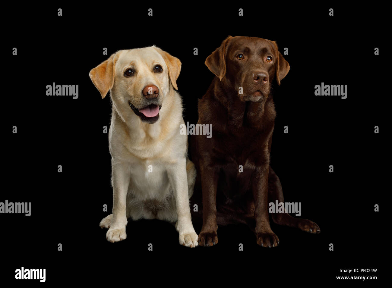 Two Labrador retriever dogs sitting on isolated black background, front ...