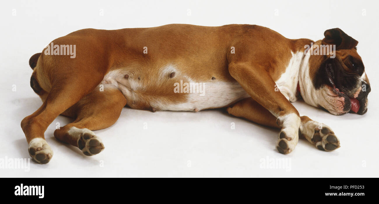 Dog Laying Down On Its Side