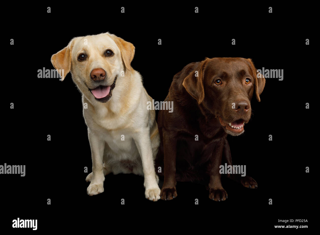 Two Labrador retriever dogs sitting and stare on isolated black ...