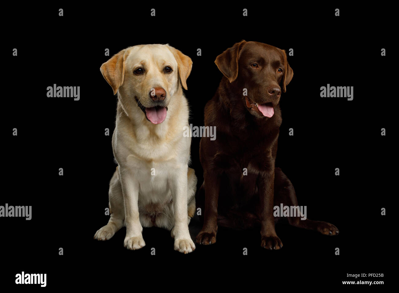 Two Labrador retriever dogs sitting on isolated black background, front ...