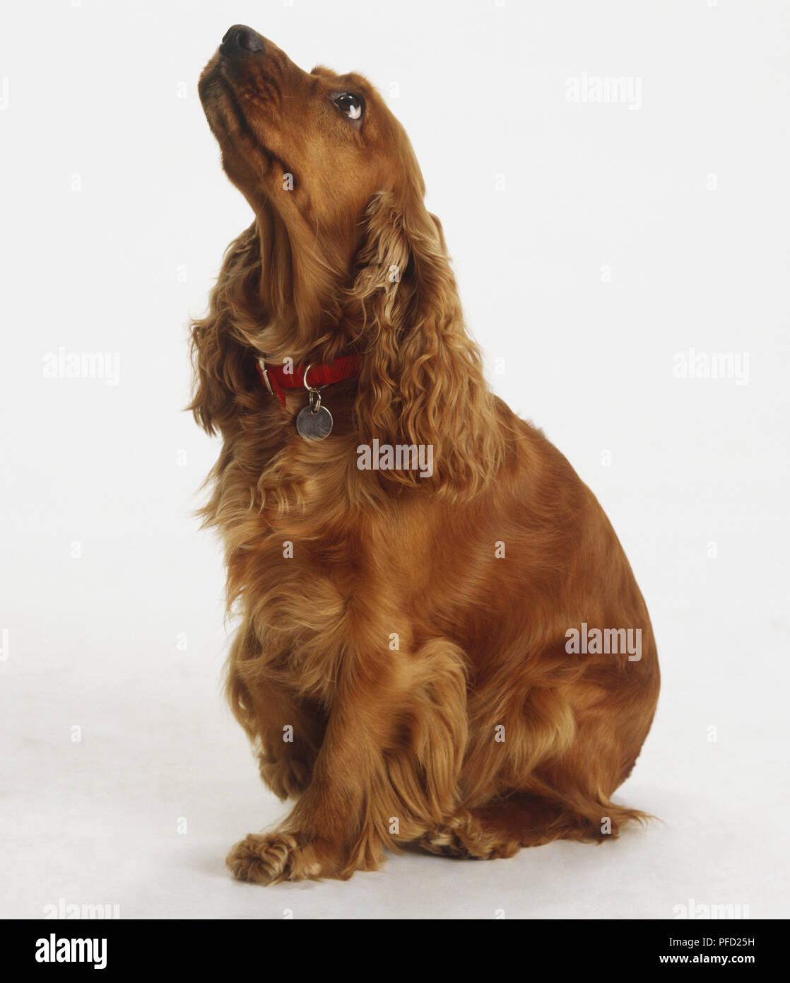 Sitting English Cocker Spaniel Dog (Canis familiaris) looking up, side ...