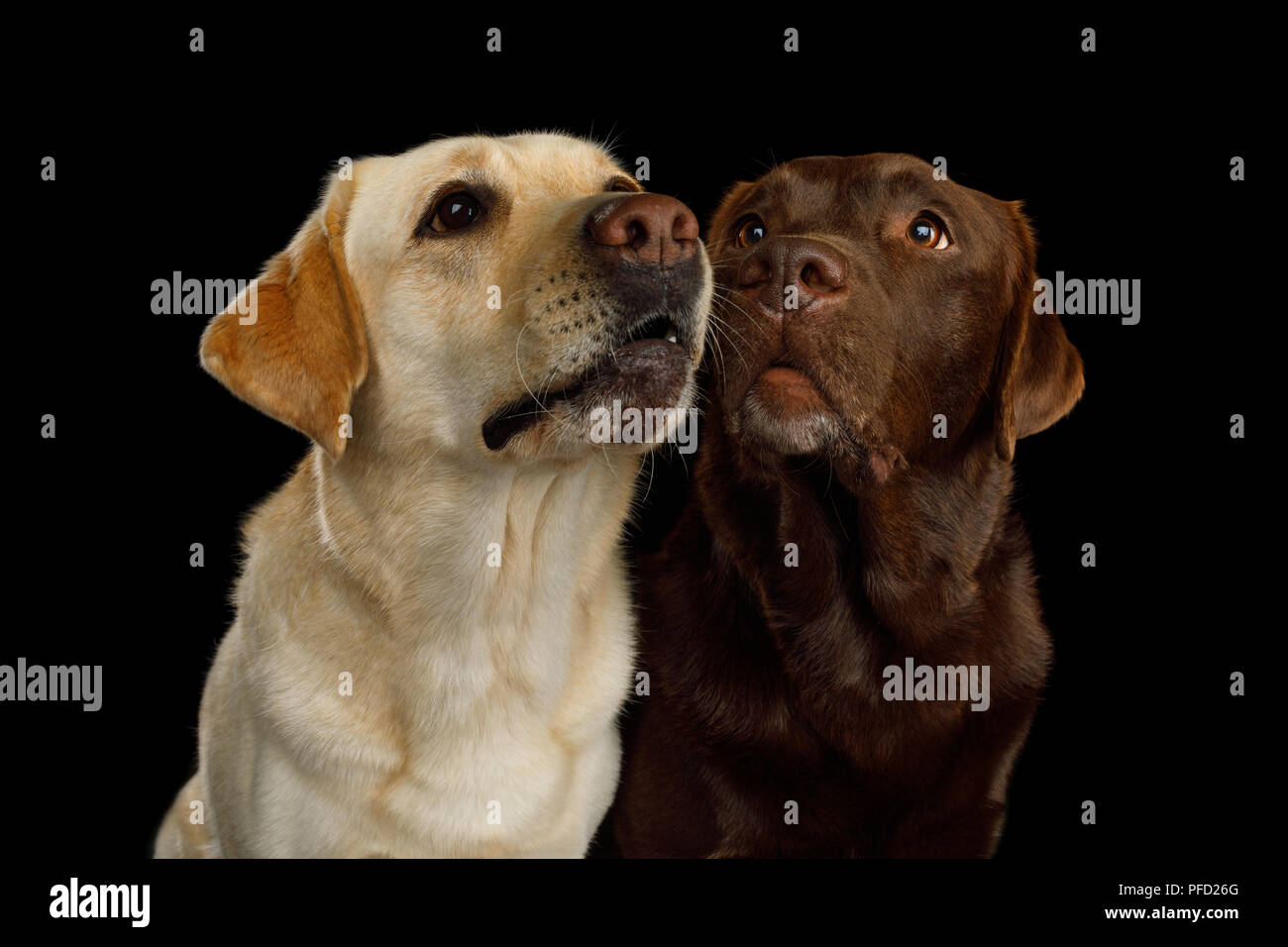 Portrait of Two Labrador retriever dogs sniffing on isolated black ...