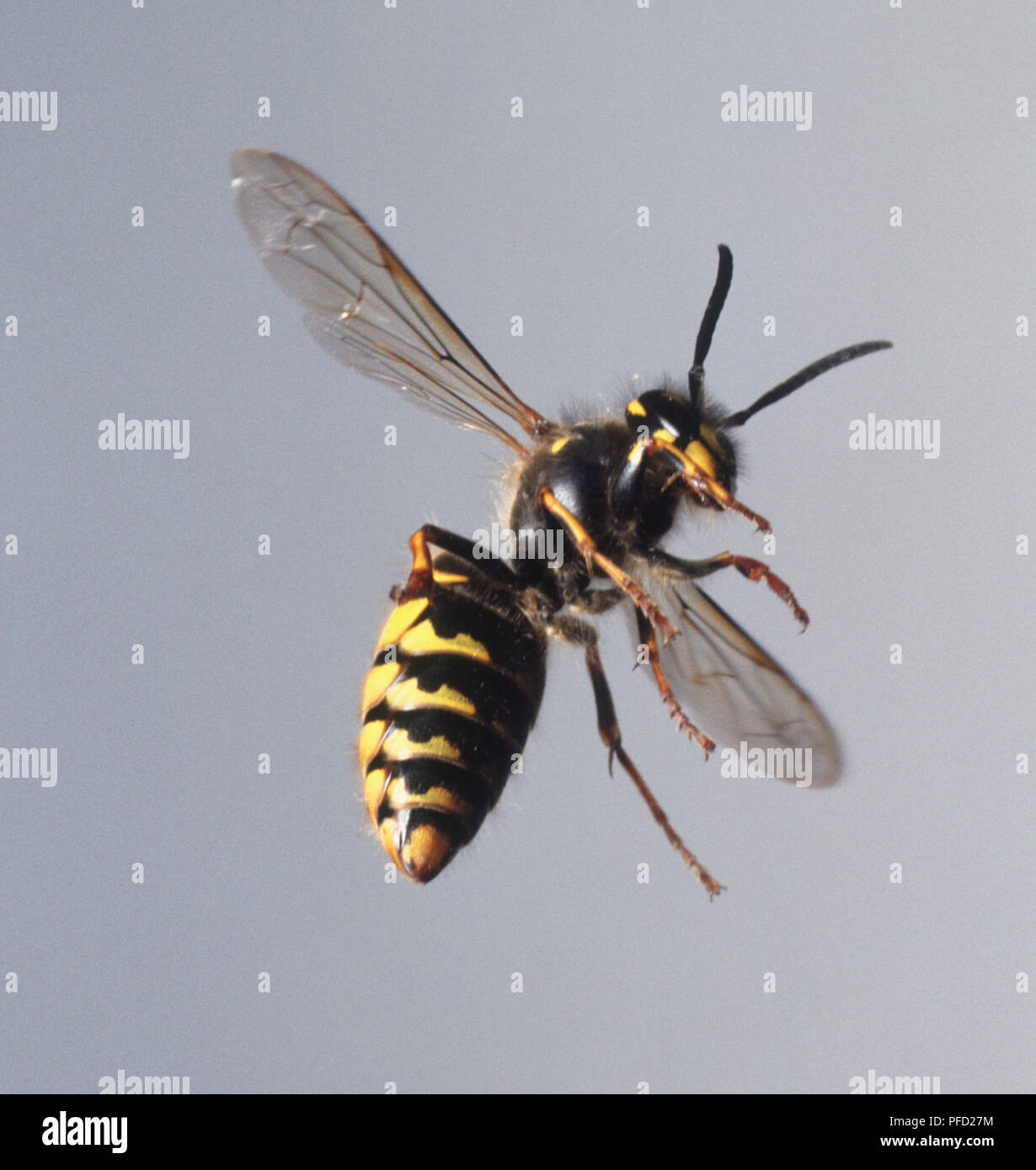 Wasp (Vespula vulgaris), in flight Stock Photo - Alamy