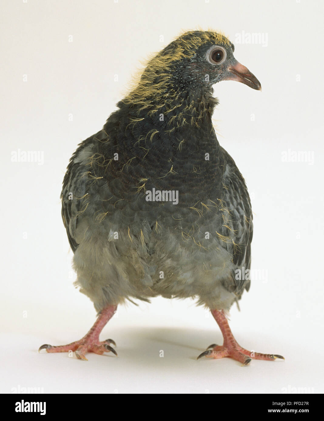 Two week old street pigeon, with relatively little yellow plumage ...