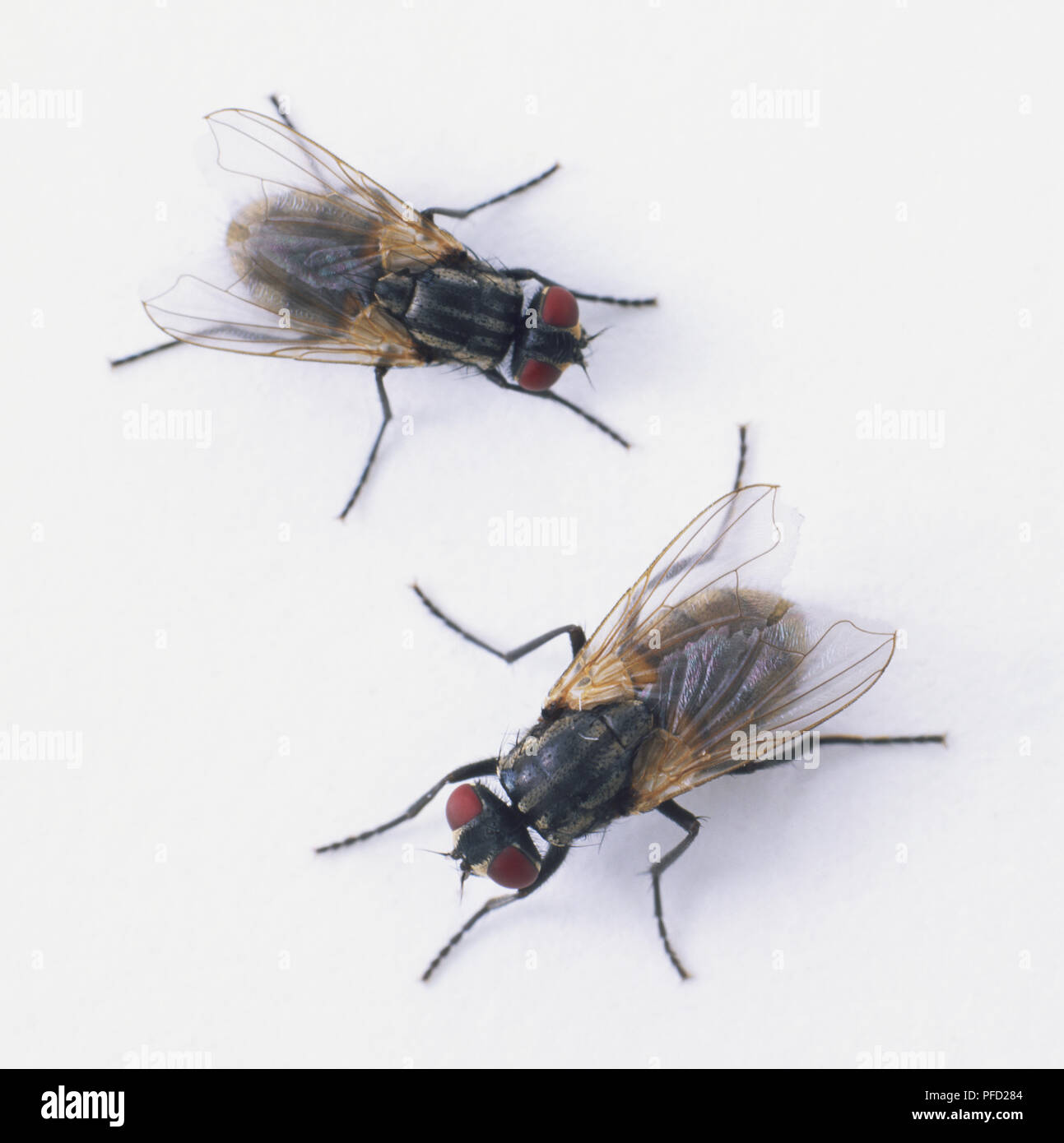 Two House Flies (Musca domestica), close up Stock Photo - Alamy