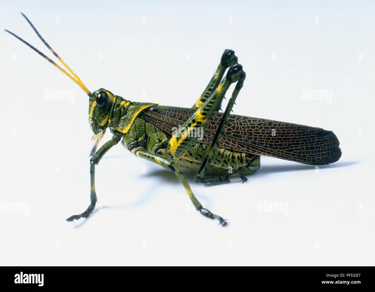 Desert Locust (Schistocerca gregaria), green insect with yellow ...