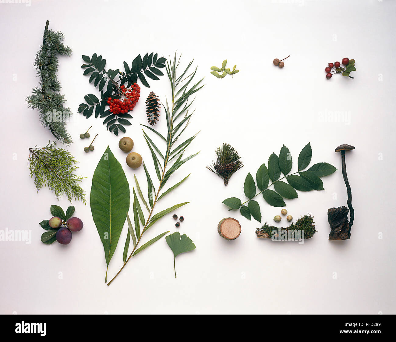 Tree seeds monterey hi-res stock photography and images - Alamy