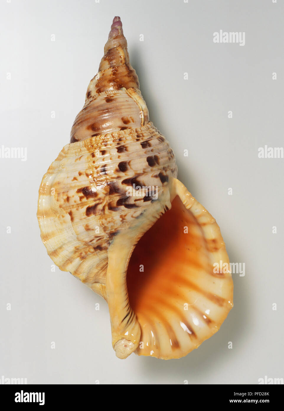 Trumpet triton hi-res stock photography and images - Alamy