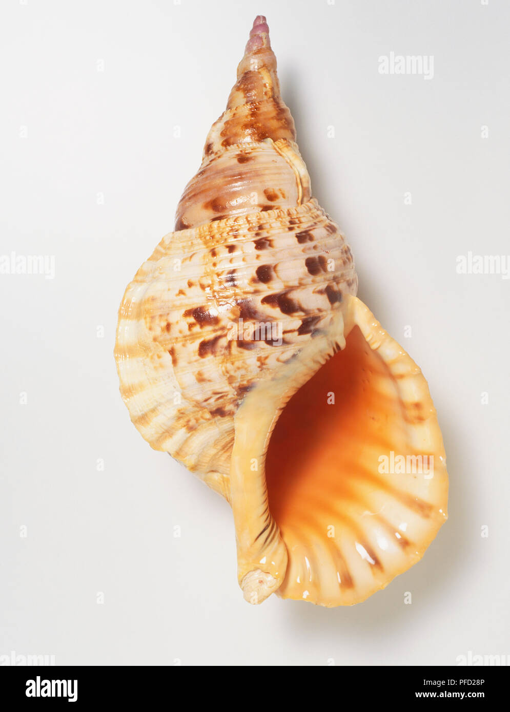 Triton shell hi-res stock photography and images - Alamy
