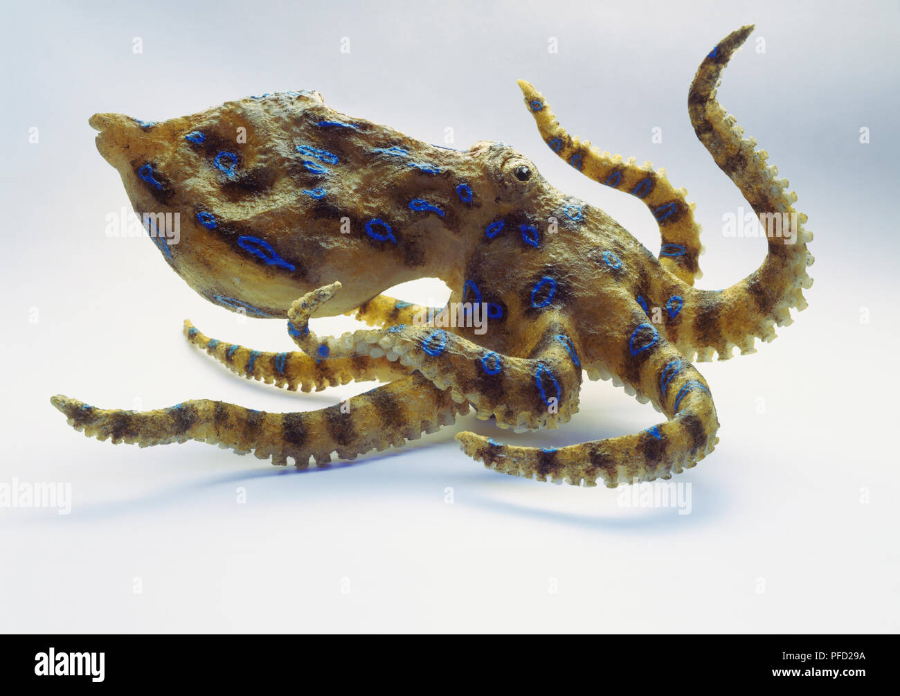 Model of Blue-ringed Octopus (Hapalochlaena sp Stock Photo - Alamy