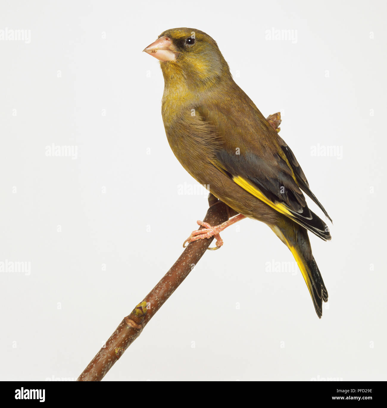 Side view of a European Greenfinch with head in profile, perching on a ...