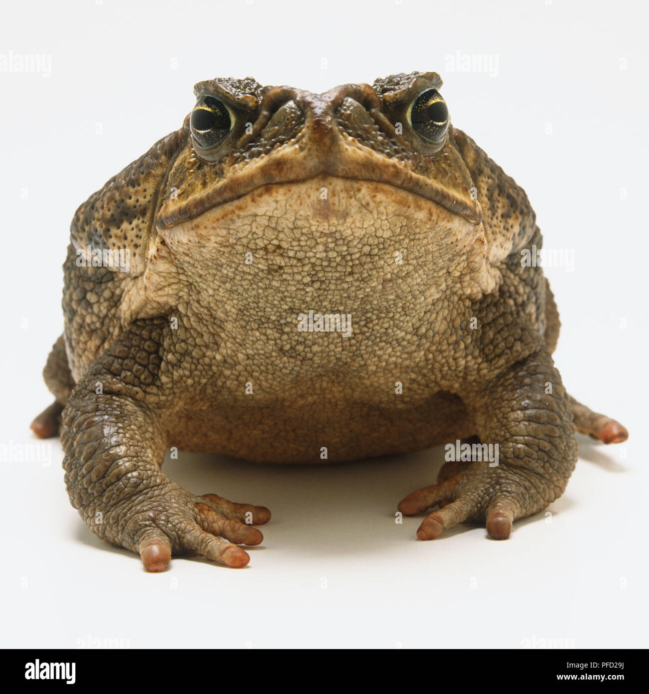 Front view of Cane Toad (Bufo marinus Stock Photo - Alamy