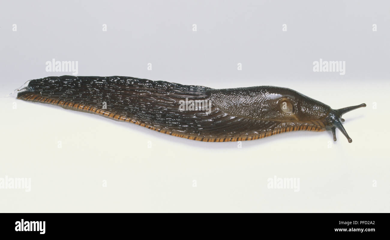 Animal studio garden hi-res stock photography and images - Alamy