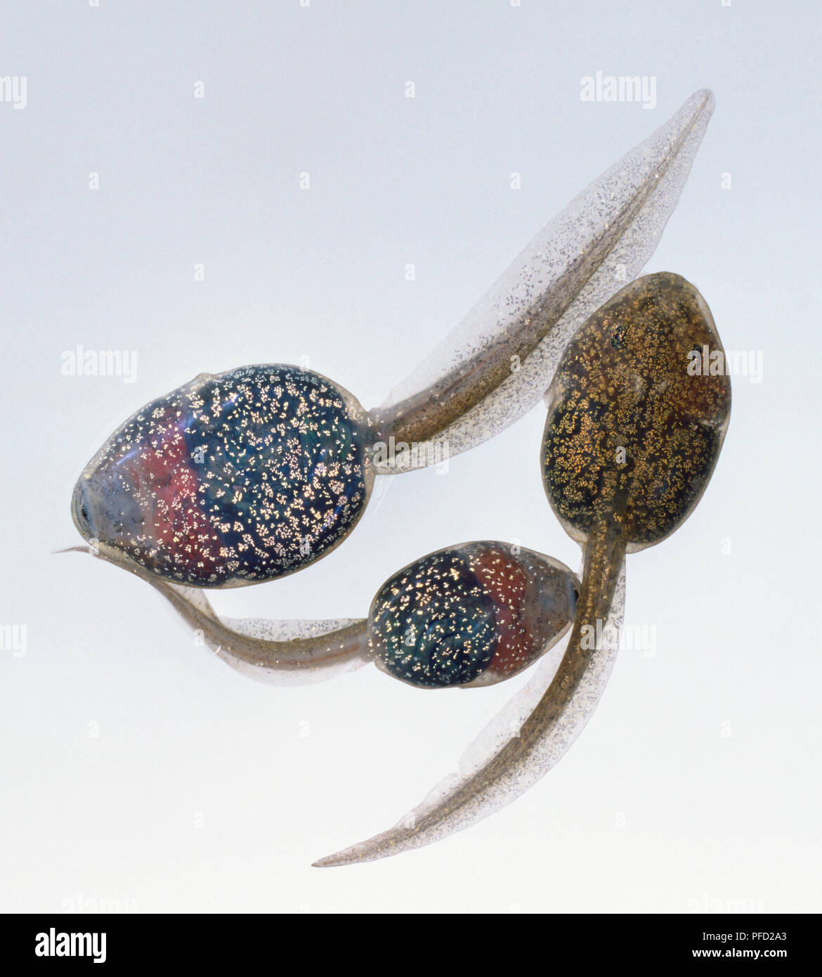 Three tadpoles, gills closed, black body with red area and pale ...