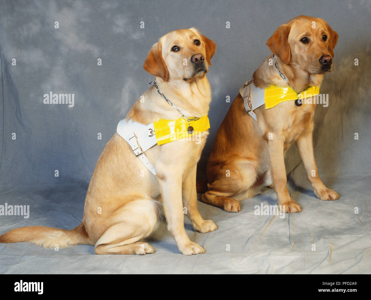 Two sitting Golden Retriever guide dogs Stock Photo - Alamy