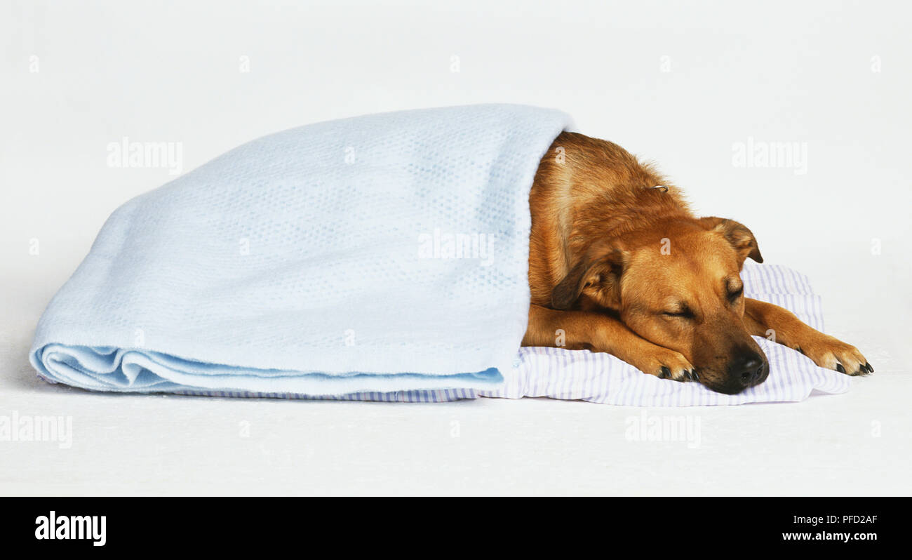 Dog under sheets hi-res stock photography and images - Alamy
