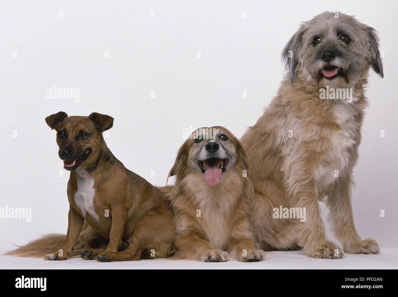 Three mixed-breed Domestic Dogs, canis familiaris Stock Photo - Alamy