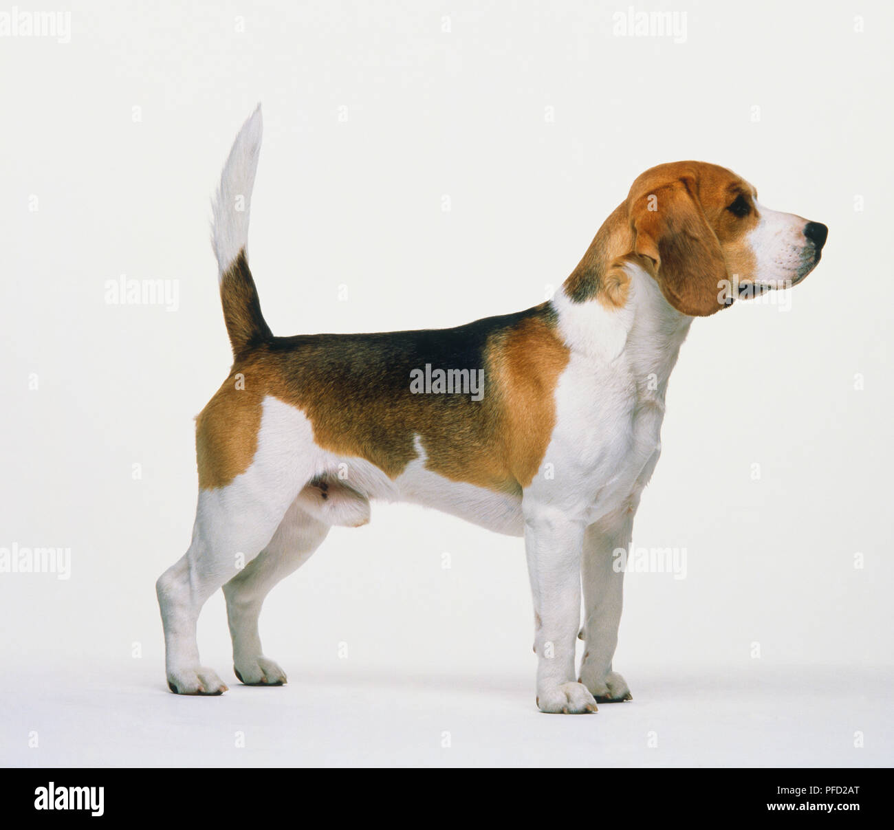 Beagle (Canis familiaris), tail upright, standing, side view Stock ...
