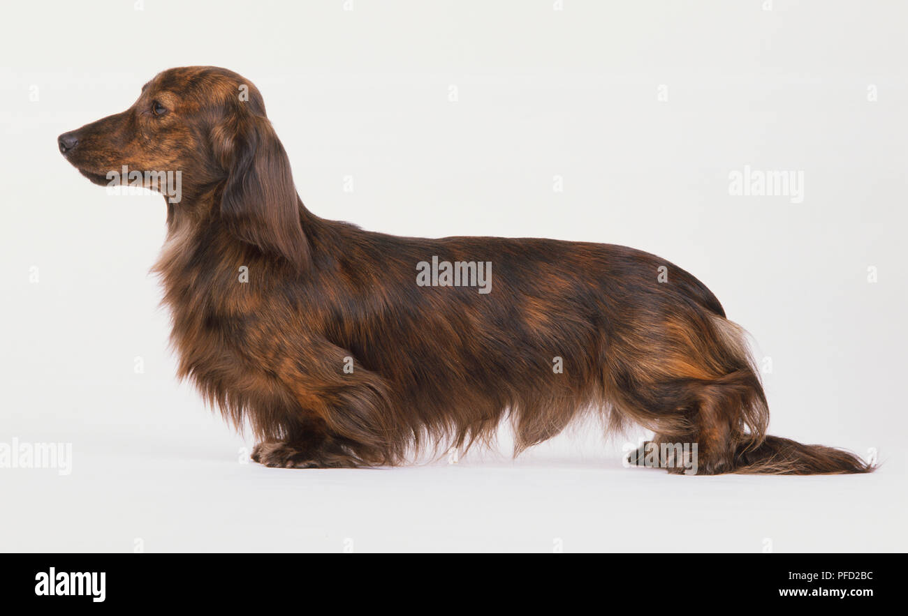 Standard long haired dachshund hi-res stock photography and images - Alamy