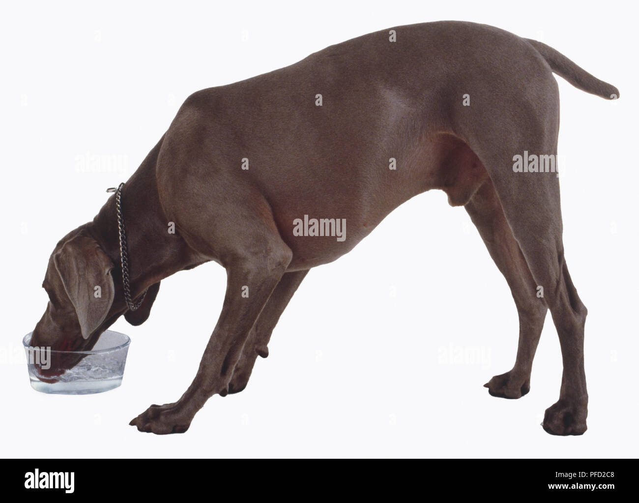 A Domestic Dog (Canis familiaris) drinking water from a glass bowl ...