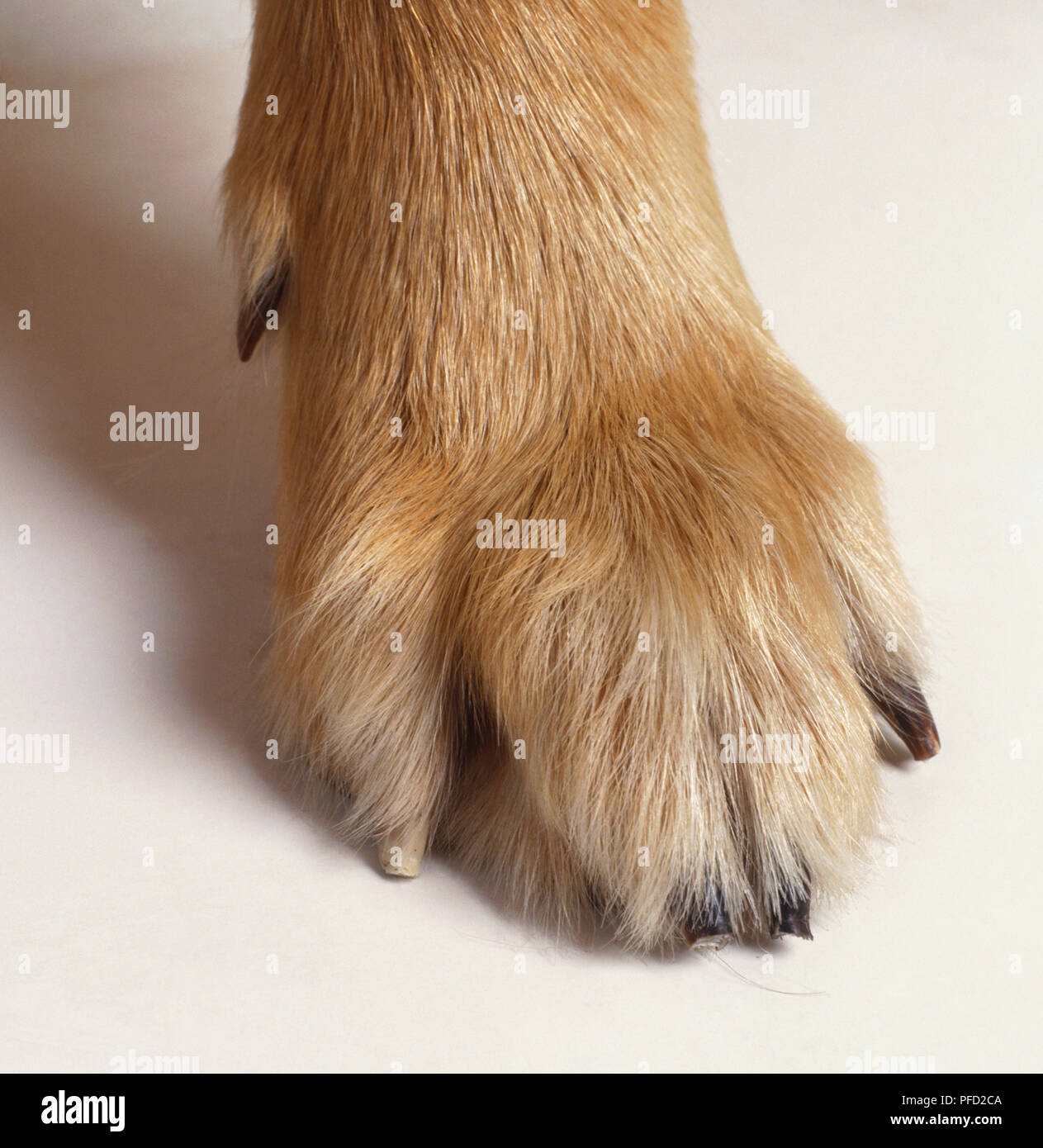 Dog's paw, close up Stock Photo - Alamy